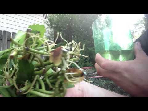 Absolute easiest way to propagate pachysandra part 2