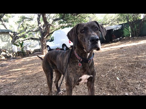 Addy the plott hound- day one after 1.75 years in shelter