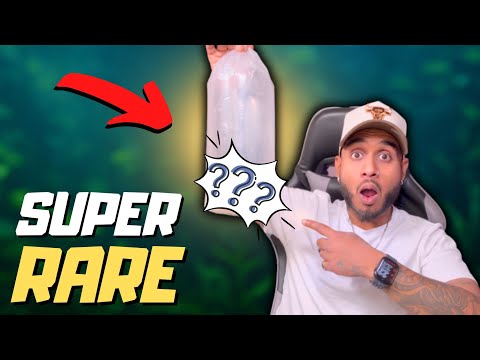 You Won't Believe What I Found at Fish Planet London !