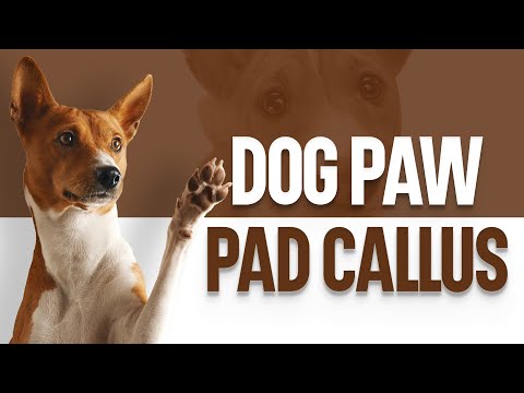 Dog Paw Pad Callus: Prevention and Removal