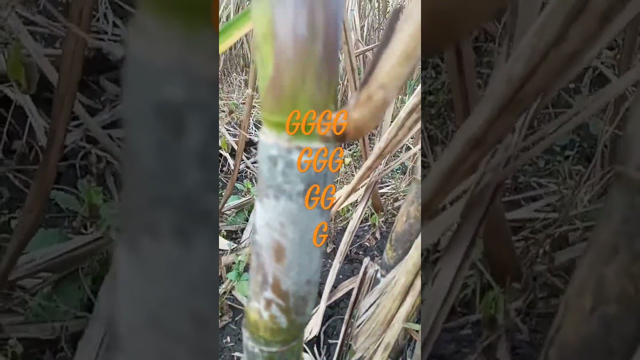 Will power makes difference.#sugercane #farmer #farming