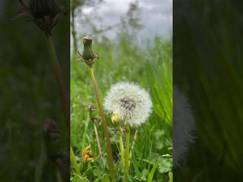 🪷 Dandelion: The Beautiful and Versatile Plant with Culinary, Medicinal, and Ecological Uses 🇳🇱