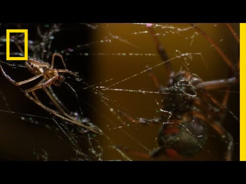 Deadly Cousin: The Redback Spider | National Geographic