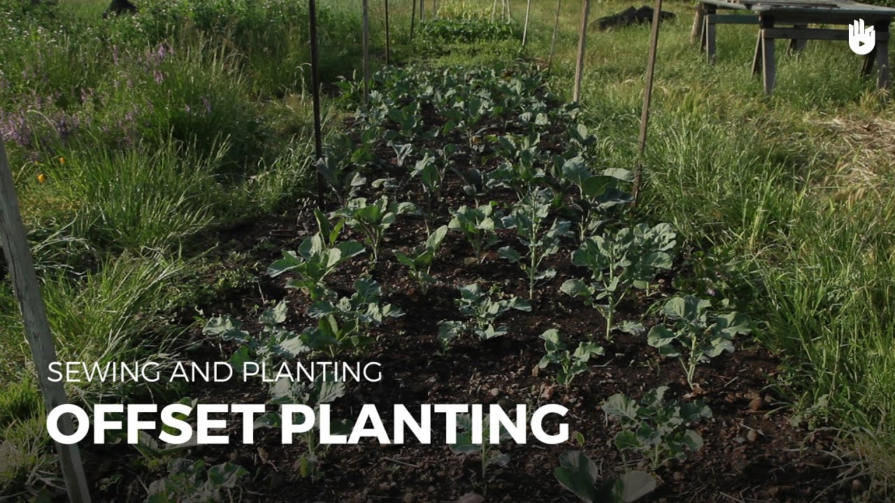 Staggered spacing system of planting - Small-Scale Sustainable ...