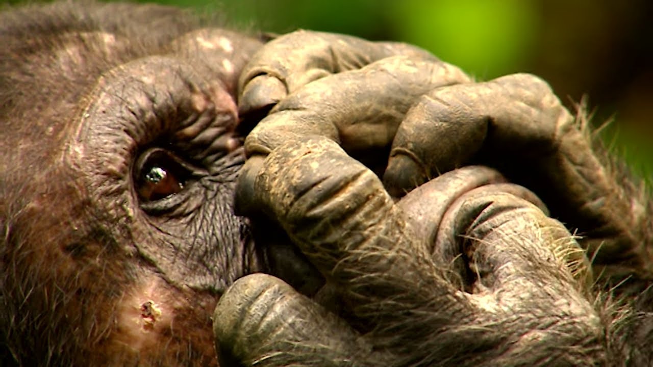 Animals Like Us - Animal Medicine - Documentarytube.com