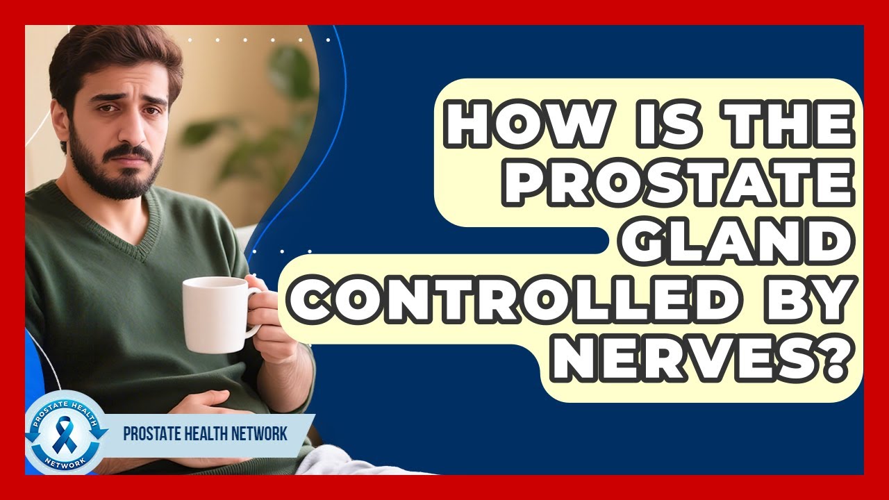 How Is The Prostate Gland Controlled By Nerves? - Prostate Health Network