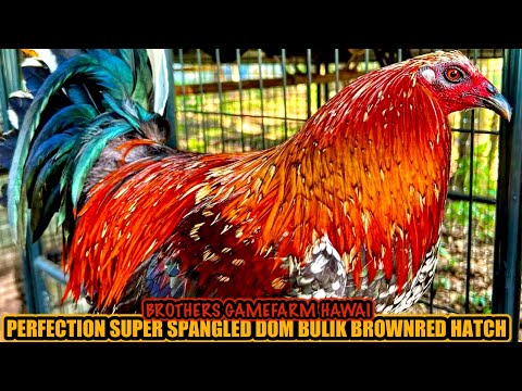 Perfection Super Spangled Dom Bulik Brownred Hatch ~ BROTHER GAMEFARM HAWAI