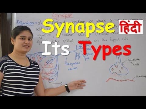Synapse Physiology in Hindi | Types | Classification of synapse | Functions