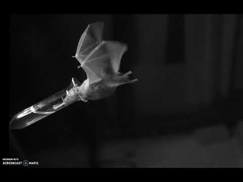 Important breakthrough in our understanding of bat whiskers