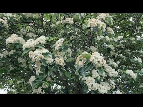 Swedish whitebeam – mid canopy – May 2023 – Exeter Trees