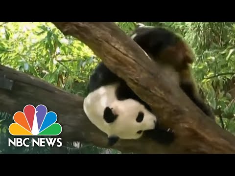 National Zoo Celebrates Birth Of Giant Panda Cub | NBC Nightly News