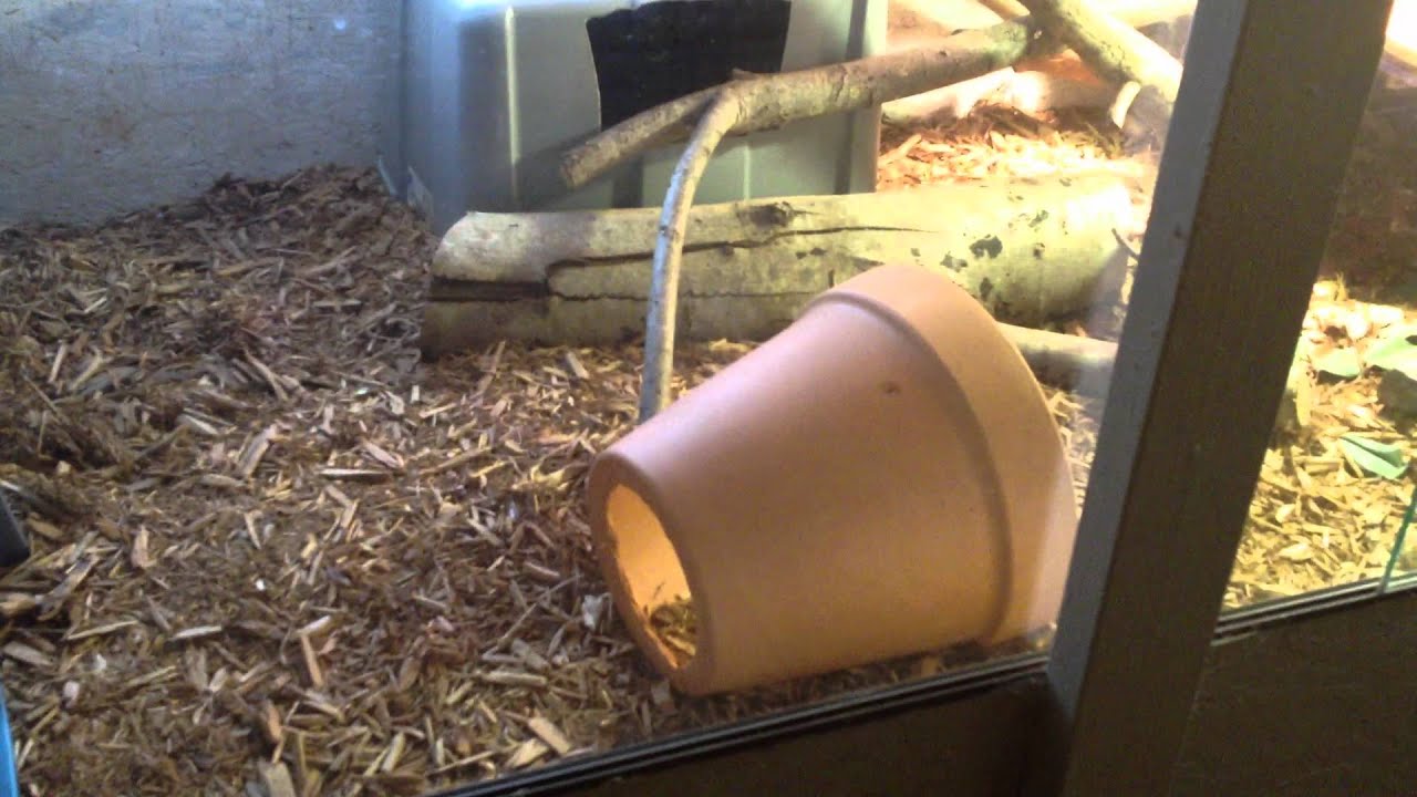 How to setup a tegu cage