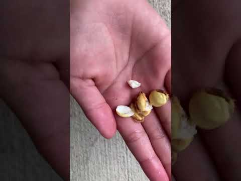 How to Grow a Nectarine Tree 🍑 (From Seed)