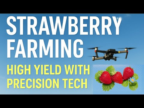 Strawberry Farming | Smart Tech for High Yield & Quality