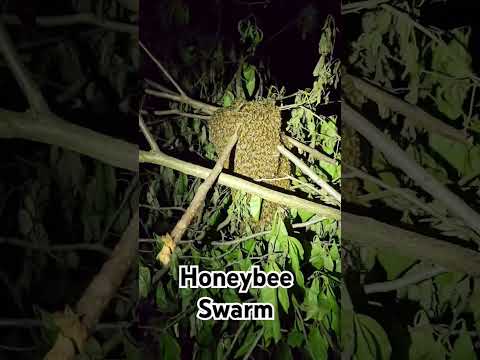 Nighttime Honeybee Swarm