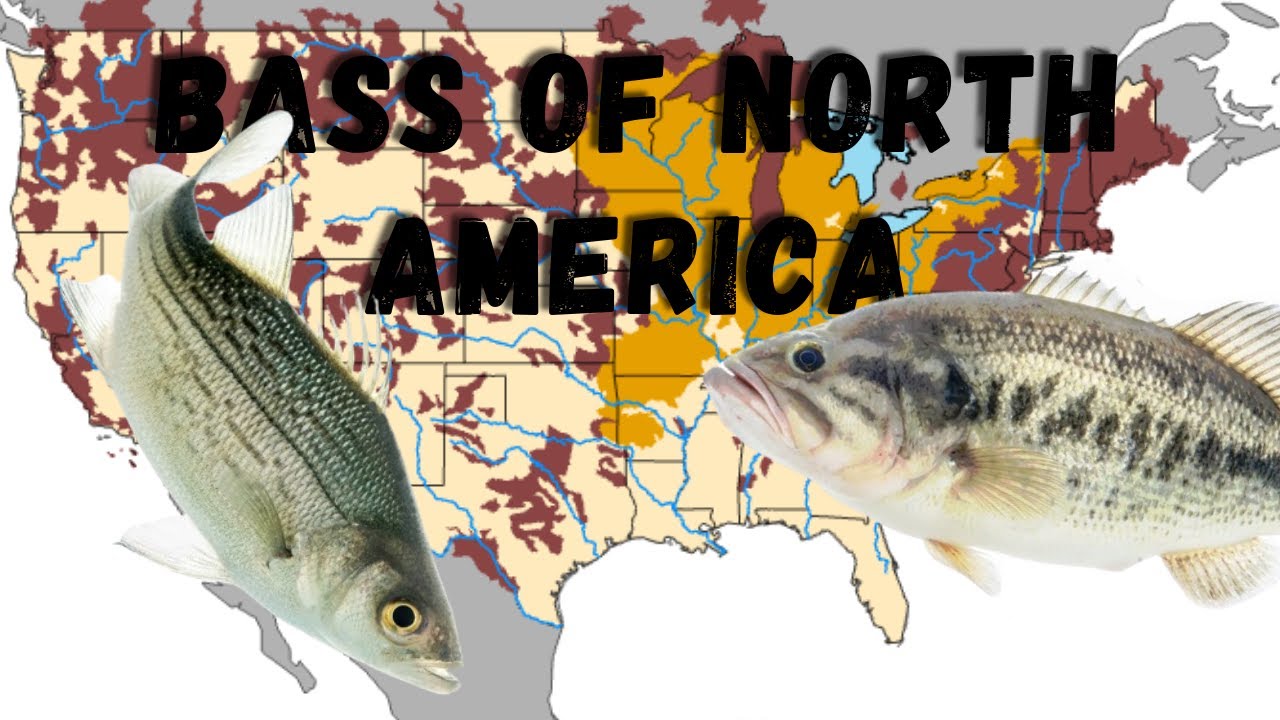 The Bass Species of North America (Range maps and Identification)