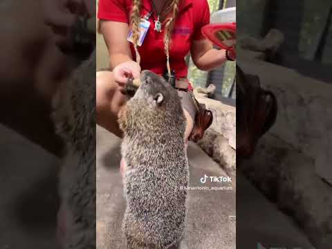Meet Woodie and Ellie the #woodchucks ! #aquarium #zoo #groundhogs