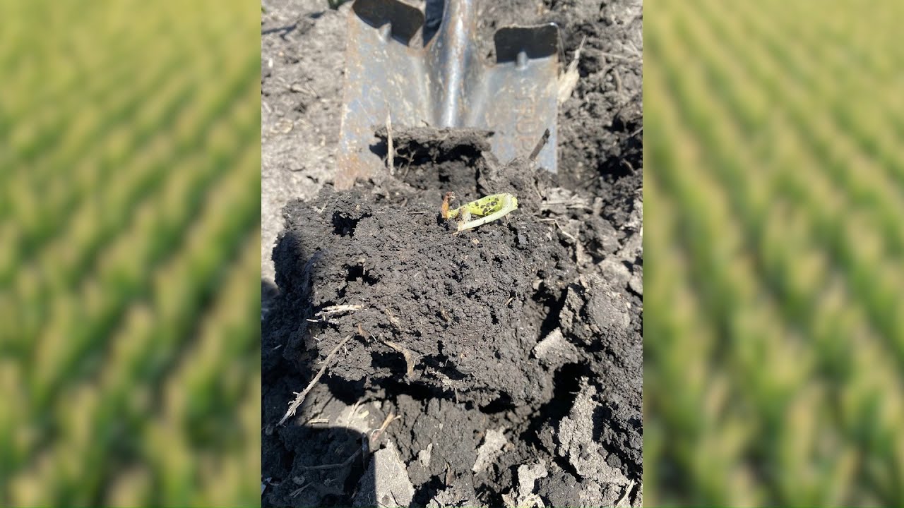 Post-Emergence Corn Stand Evaluation