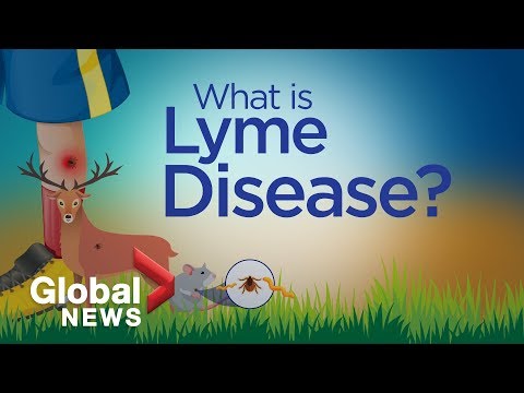 Why Lyme disease is on the rise, explained
