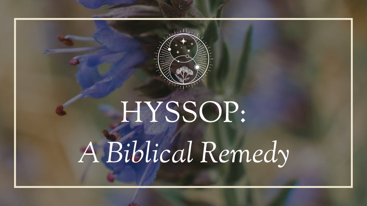 Hyssop: A Biblical Remedy