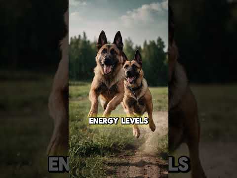3 Key Differences Between the German Shepherd and Belgian Malinois!