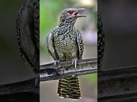 voice of koel bird