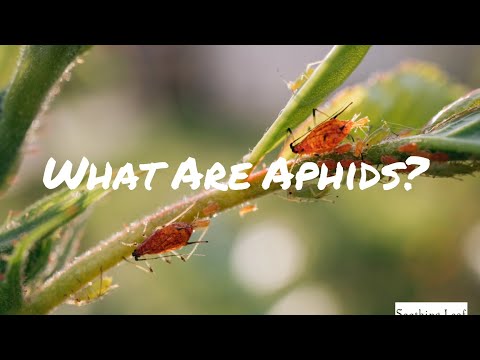 What Are Aphids? Everything You Need To Know!