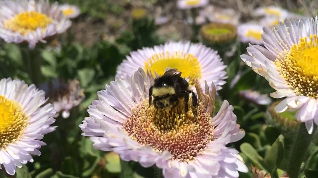 The California Native Yellow Faced Bumblebee in action