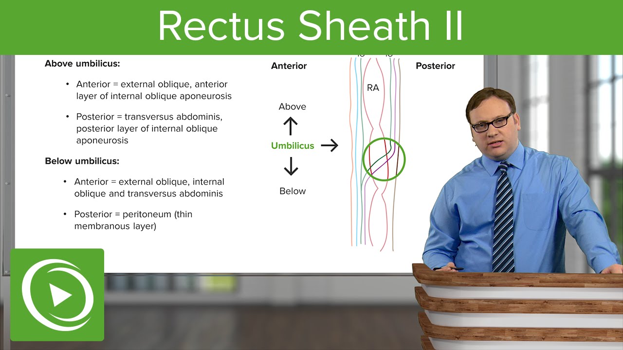 Rectus Sheath II – Anatomy | Lecturio