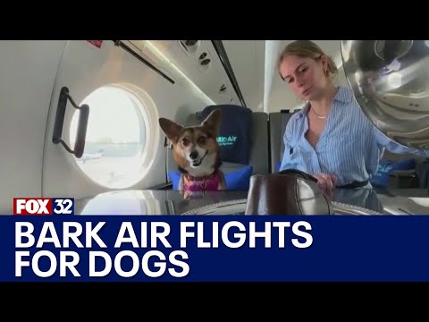 Luxury dog-friendly airline charges $6K+ for one-way fare
