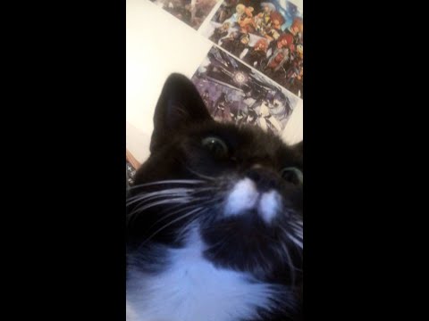 Steam Community :: Video :: Gata toma awa en un vaso