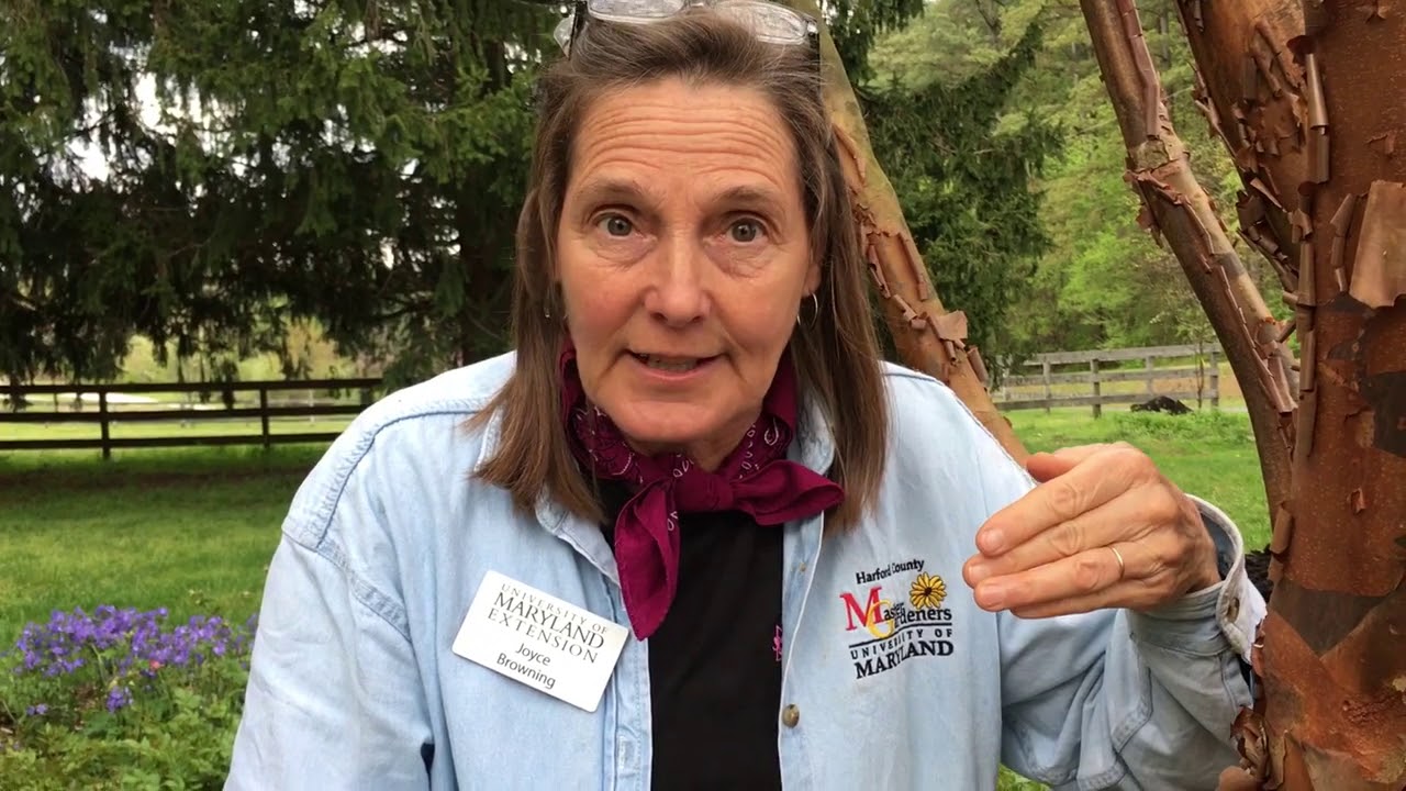 Acer griseum: growing an endangered species in your garden (Paperbark Maple)