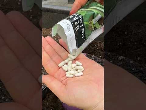 GREEN BEANS IN CONTAINERS 🫘| Blue Lake Bush 274 | Connecticut #Garden