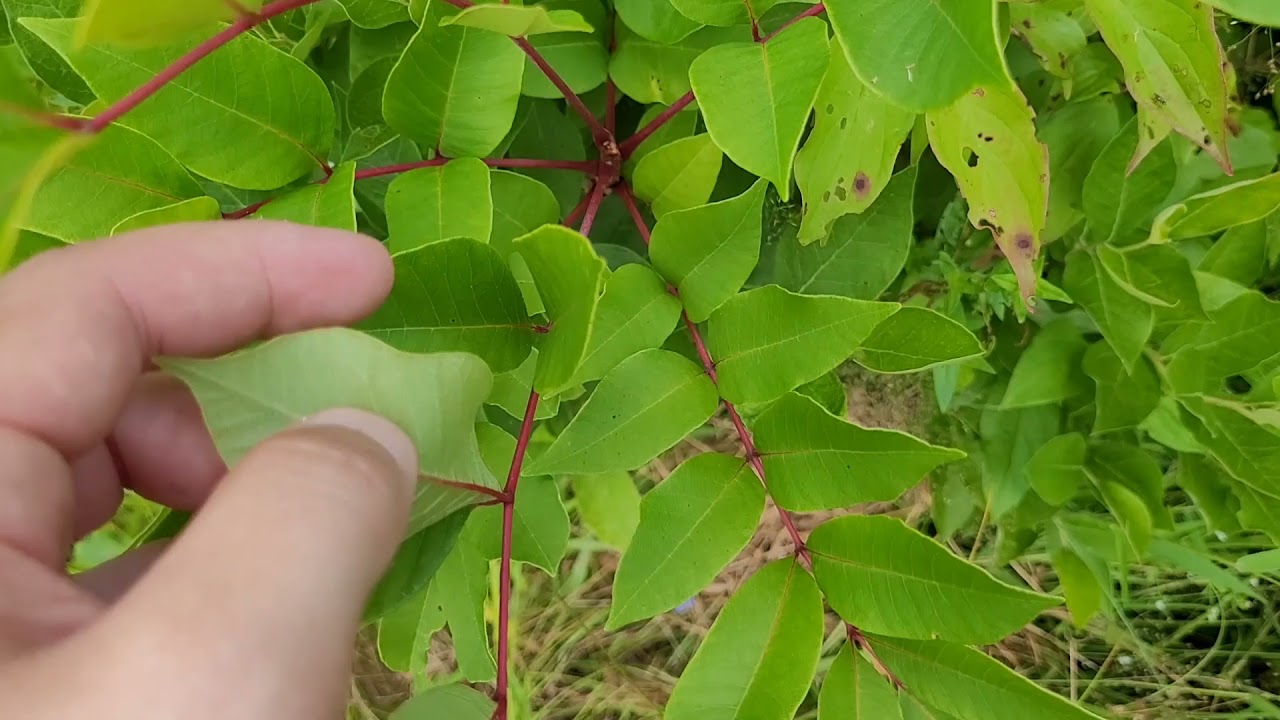 Poison Sumac in the Blueberry Patch