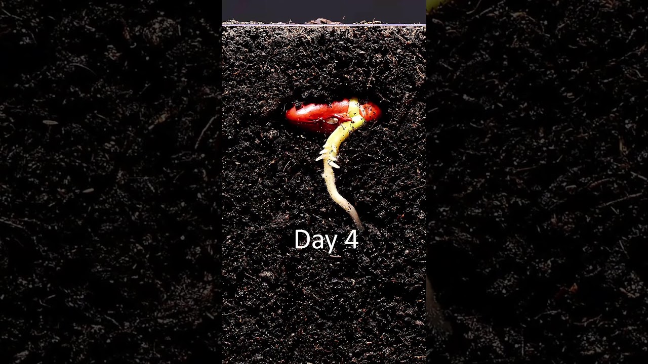 Have you ever seen a seed germinate in the soil? #timelapse  #macro  #nature