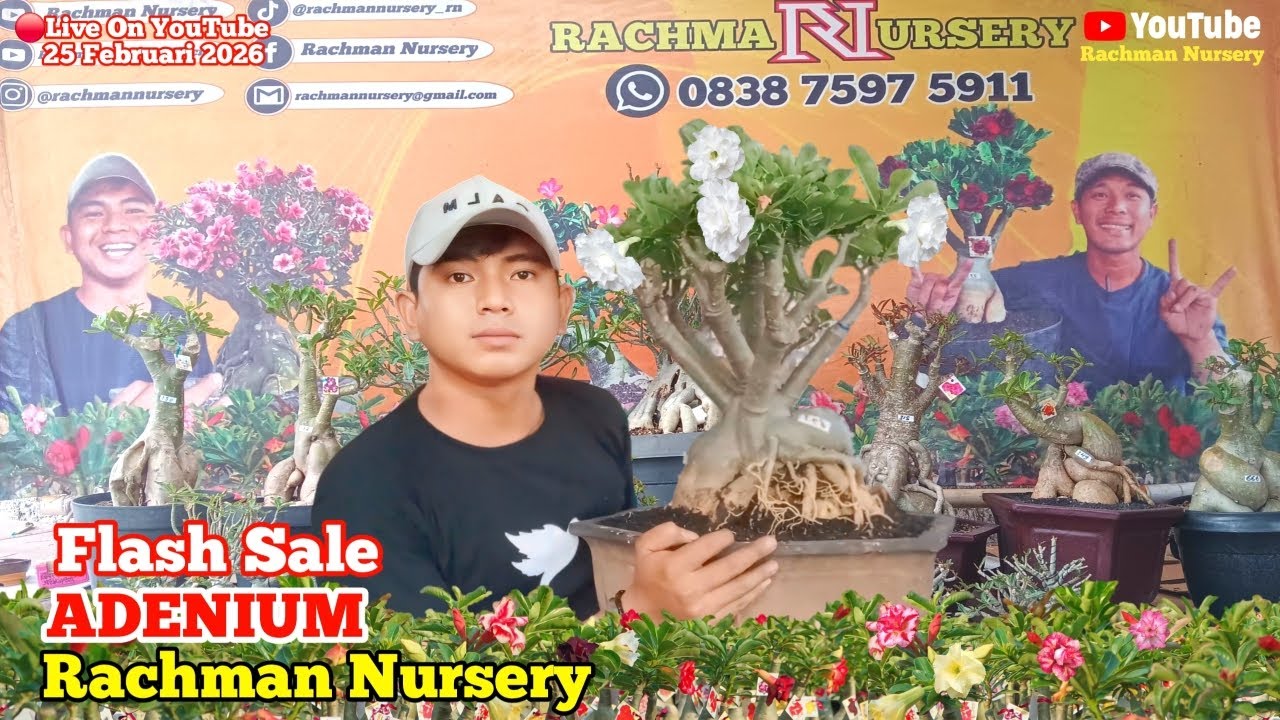 🔴 Live Flash Sale Adenium Bunga Tumpuk Dan Karakter (25 Februari 2026)#rachmannursery #adenium