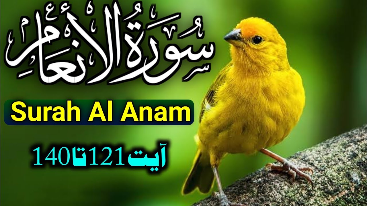 سورۃ الانعام Surah al an am Surah inam Ayat 121 140 Zayof