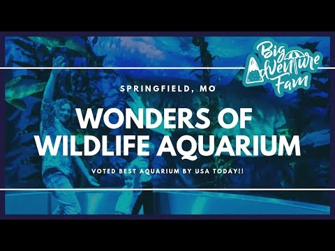 WONDERS OF WILDLIFE Springfield MO Aquarium | Voted Best Aquarium in the USA | Family Adventures