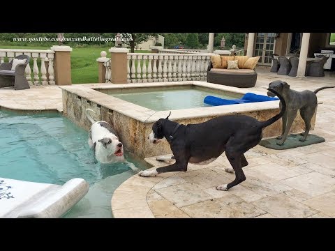 Talkative Great Danes Argue and Play By The Pool