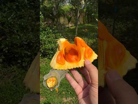 Nangka merah berbeda dengan nangka madu #nangkamerah #nangkamadu