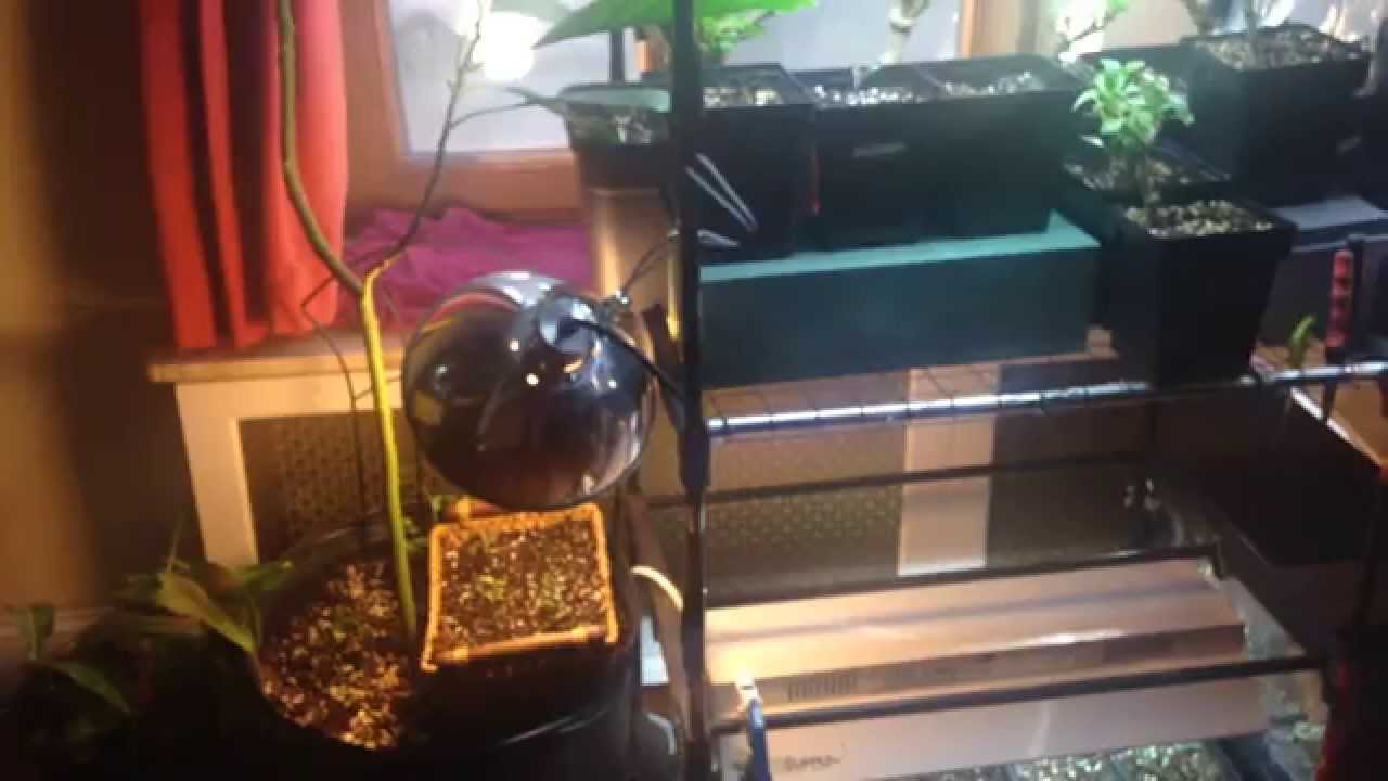 November 2014 Indoor Garden Update