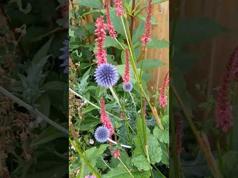 July Flowering Perennials | Summer Flowers | Cottage Garden Plants | Hardy Perennial Plants