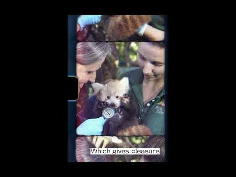 Red Panda's ~ Bio Poem