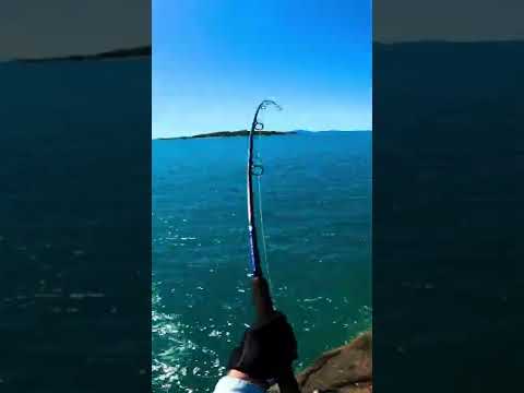 HOLY MACKEREL!