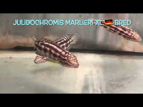 Julidochromis marlieri XL 🇩🇪 bred