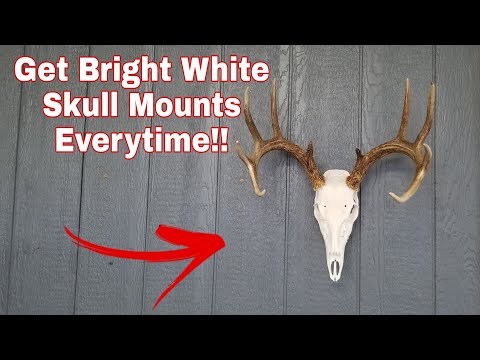 How To Get Super White European Skull Mounts
