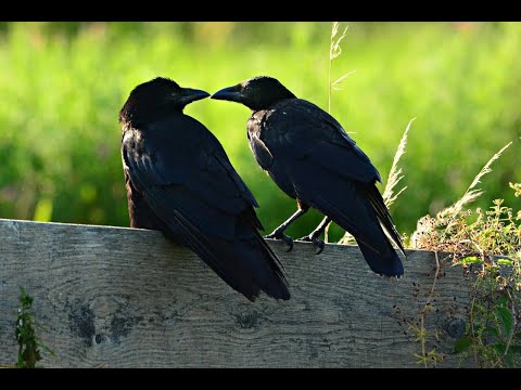 Why Crows Hold Grudges: Amazing Facts About Crow Intelligence