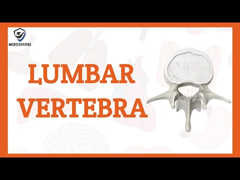 LUMBAR VERTEBRAE ANATOMY | VERTEBRAL COLUMN | SIMPLIFIED HUMAN ANATOMY