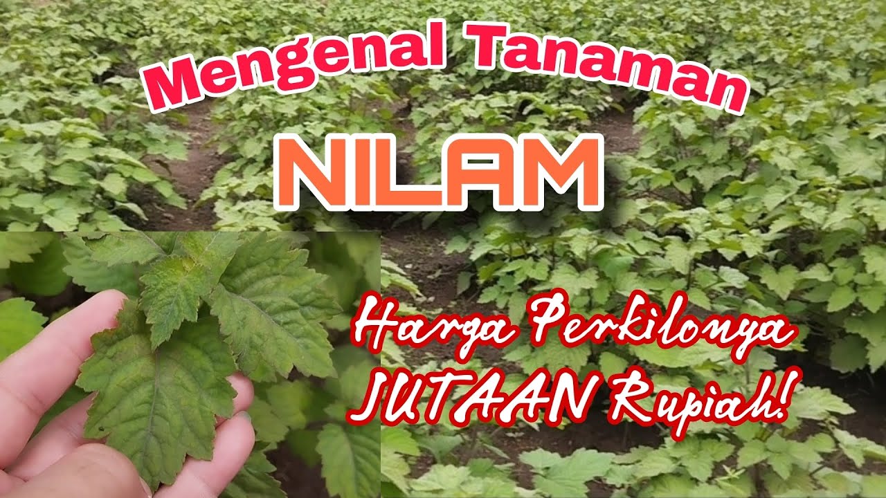 Mengenal Tanaman Nilam | Wow.. Harga minyak Nilam Perkilonya 700ribu - 1Juta Rupiah‼️