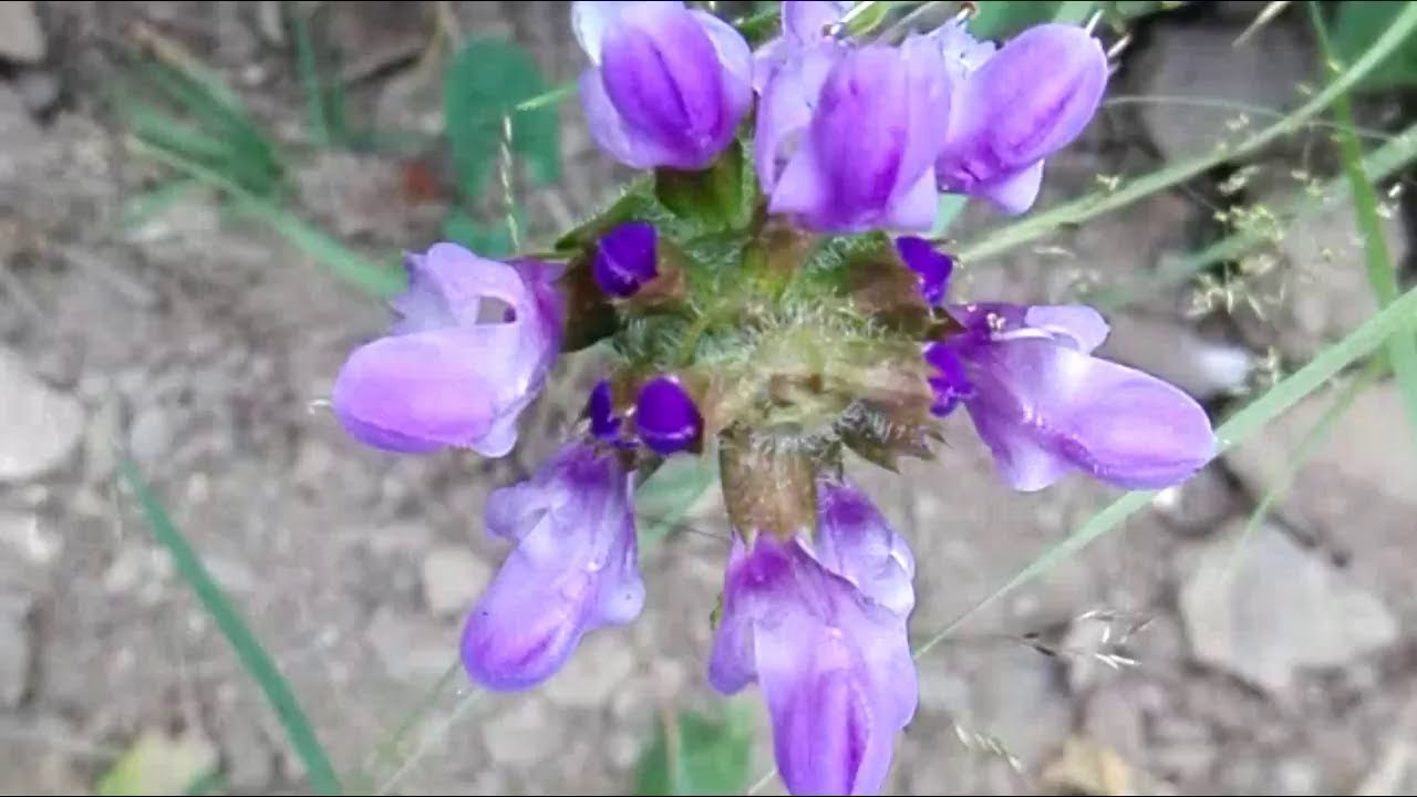 Prunella grandiflora (Large Selfheal)